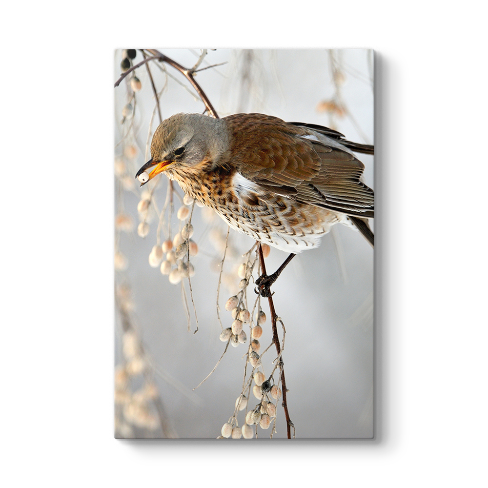 Serçe Kuşu Tablosu